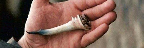 Loch Ness monster exists - we have her tooth!